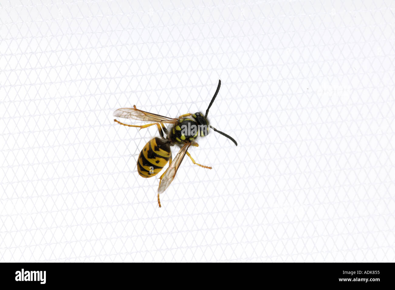 Wasp on fly screen Stock Photo - Alamy