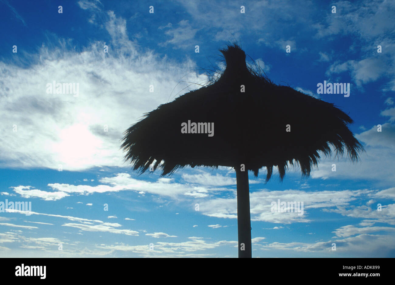 palm tree shade on empty beach at sunset Stock Photo - Alamy