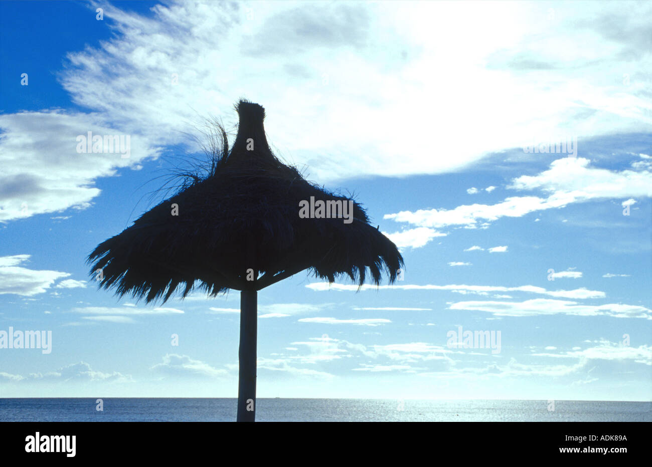 palm tree shade on empty beach at sunset Stock Photo - Alamy