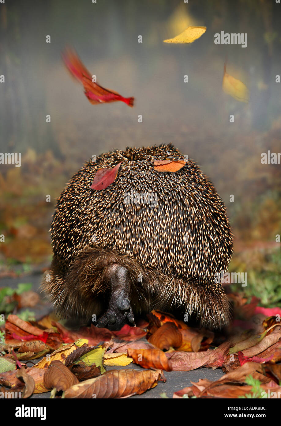 Hedgehogs walking hi-res stock photography and images - Alamy