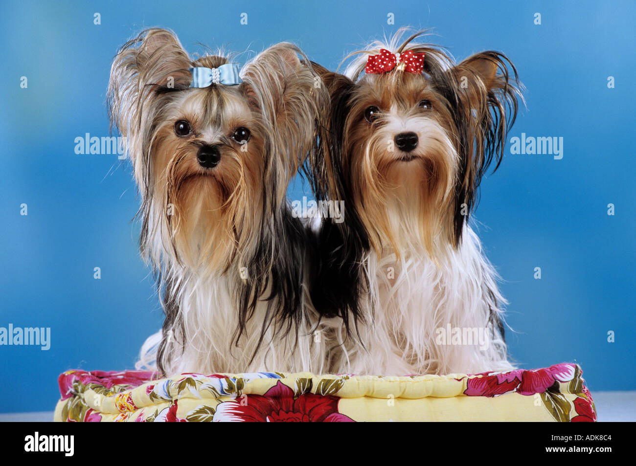 two Yorkshire Terrier dogs - sitting Stock Photo - Alamy