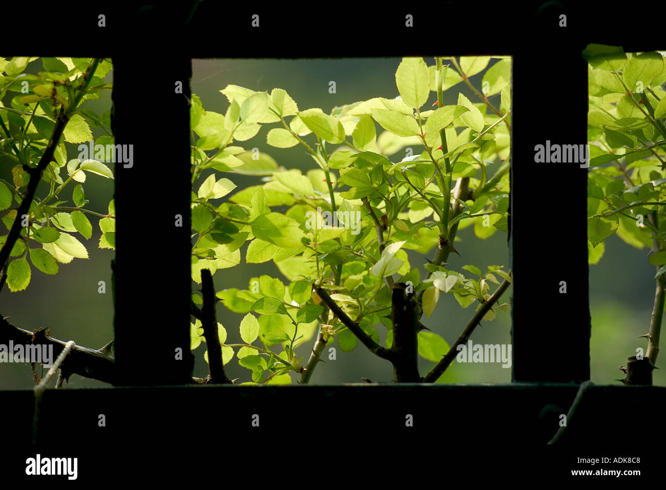 Spring outside a lattice window Stock Photo - Alamy