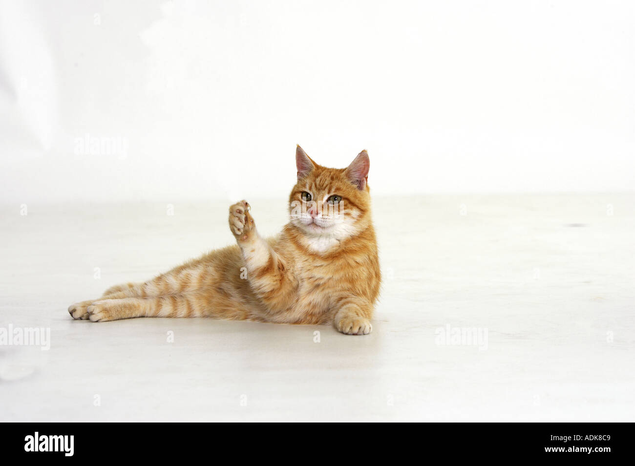 domestic cat - lying - lifting paw - cut out Stock Photo - Alamy
