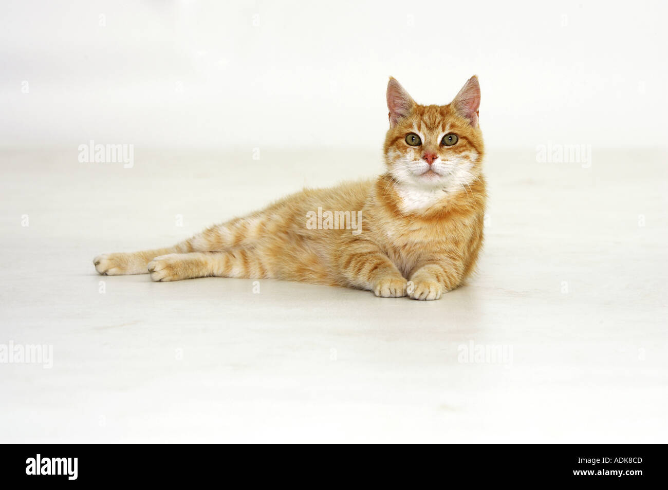 domestic cat - lying - cut out Stock Photo - Alamy