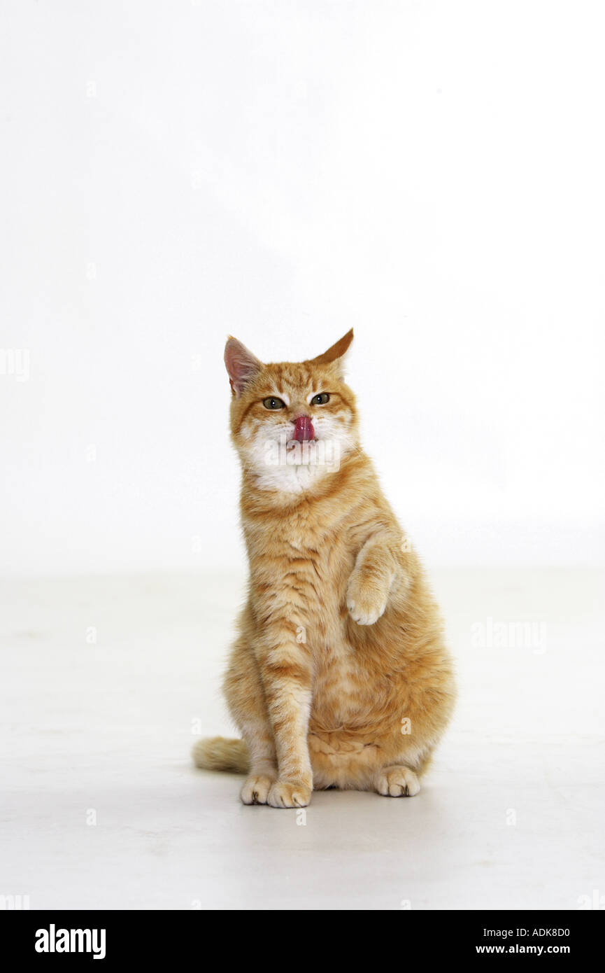 domestic cat - sitting - lifting paw - cut out Stock Photo - Alamy