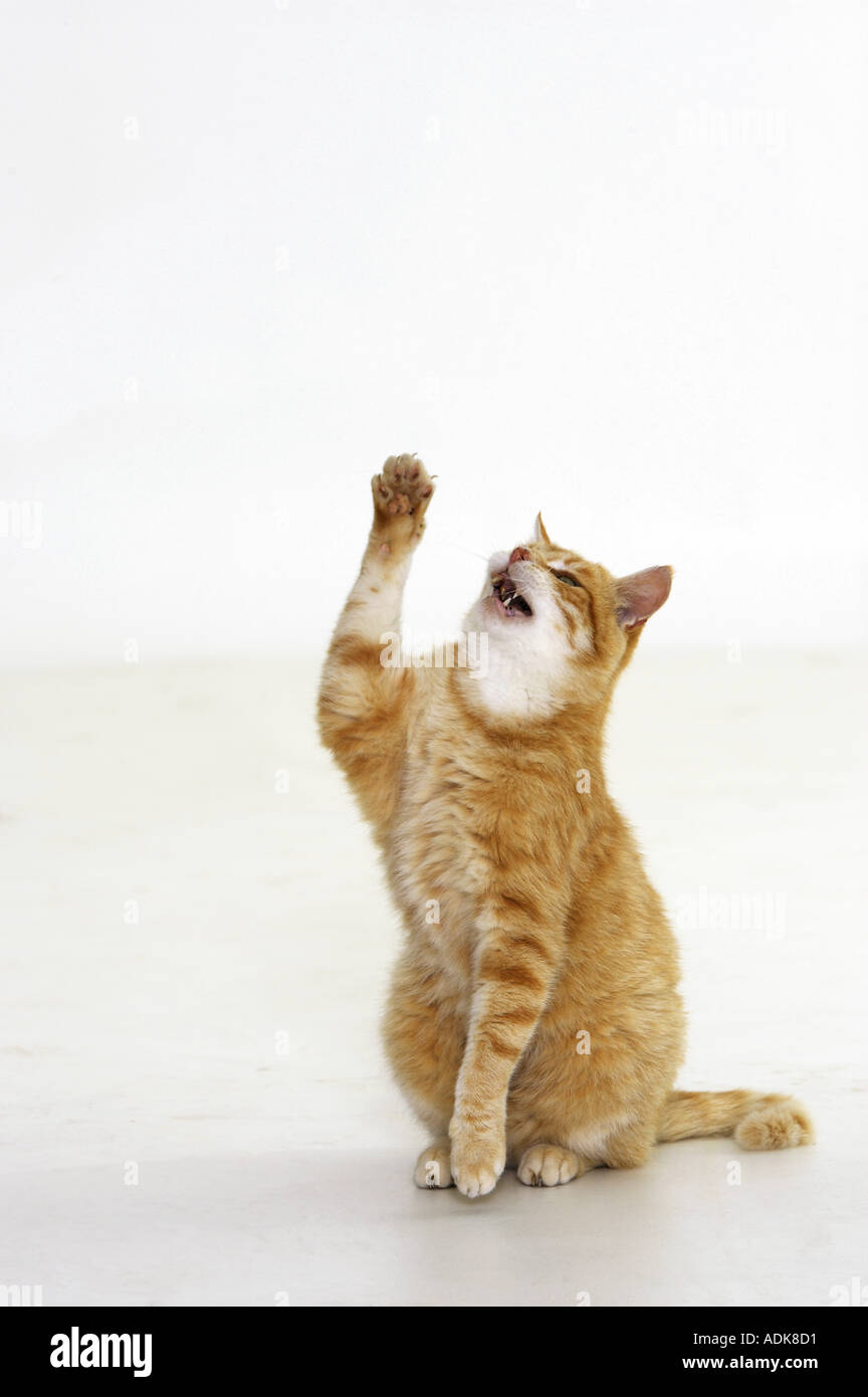 Domestic Cat Lifting Paw High Resolution Stock Photography and Images ...