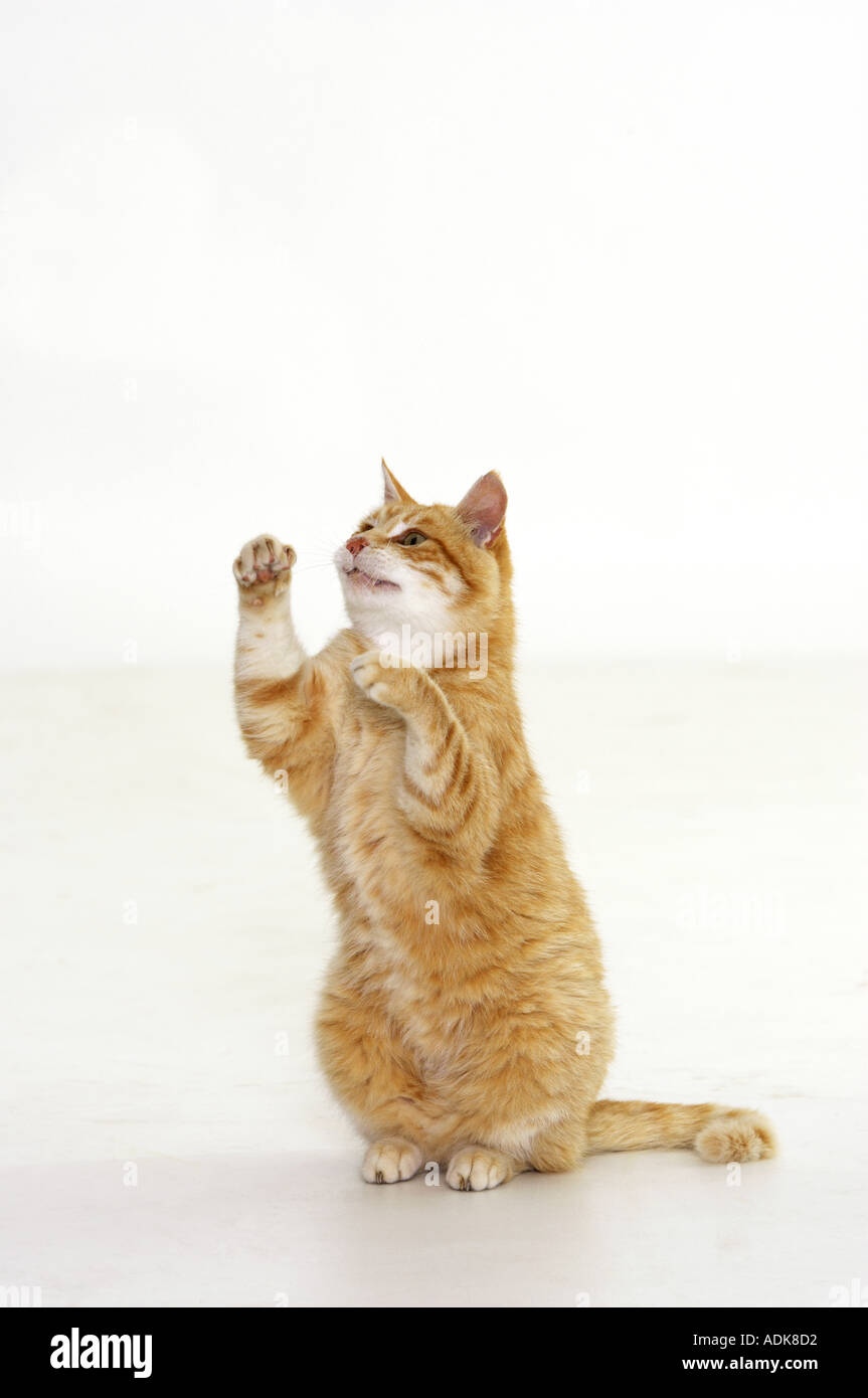 domestic cat - on hind legs - cut out Stock Photo - Alamy