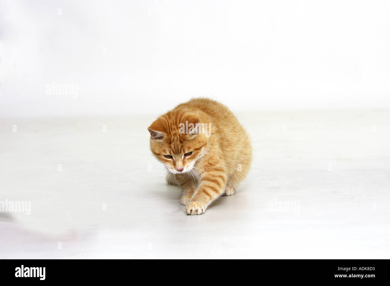 Tabby cat's paw, cutout hi-res stock photography and images - Alamy
