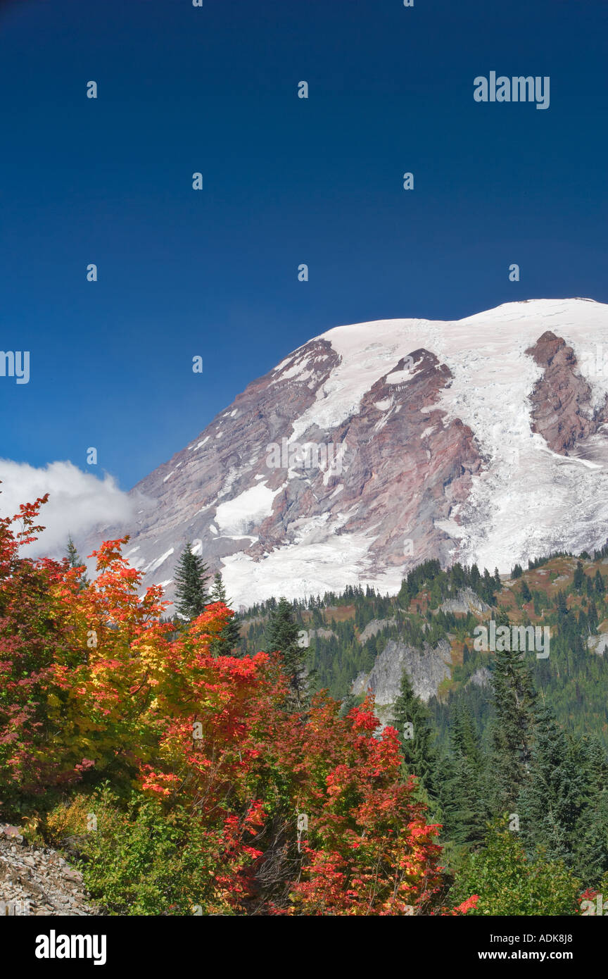 Mt Rainier with vine maple in fall color Mt Rainier National Park ...