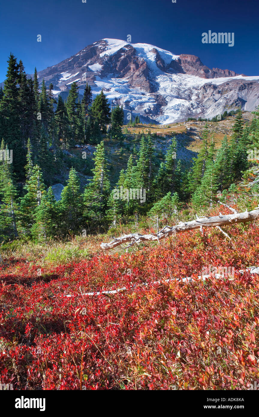 Fall colored huckleberry and Mt Rainier in Mt Rainier National Park ...