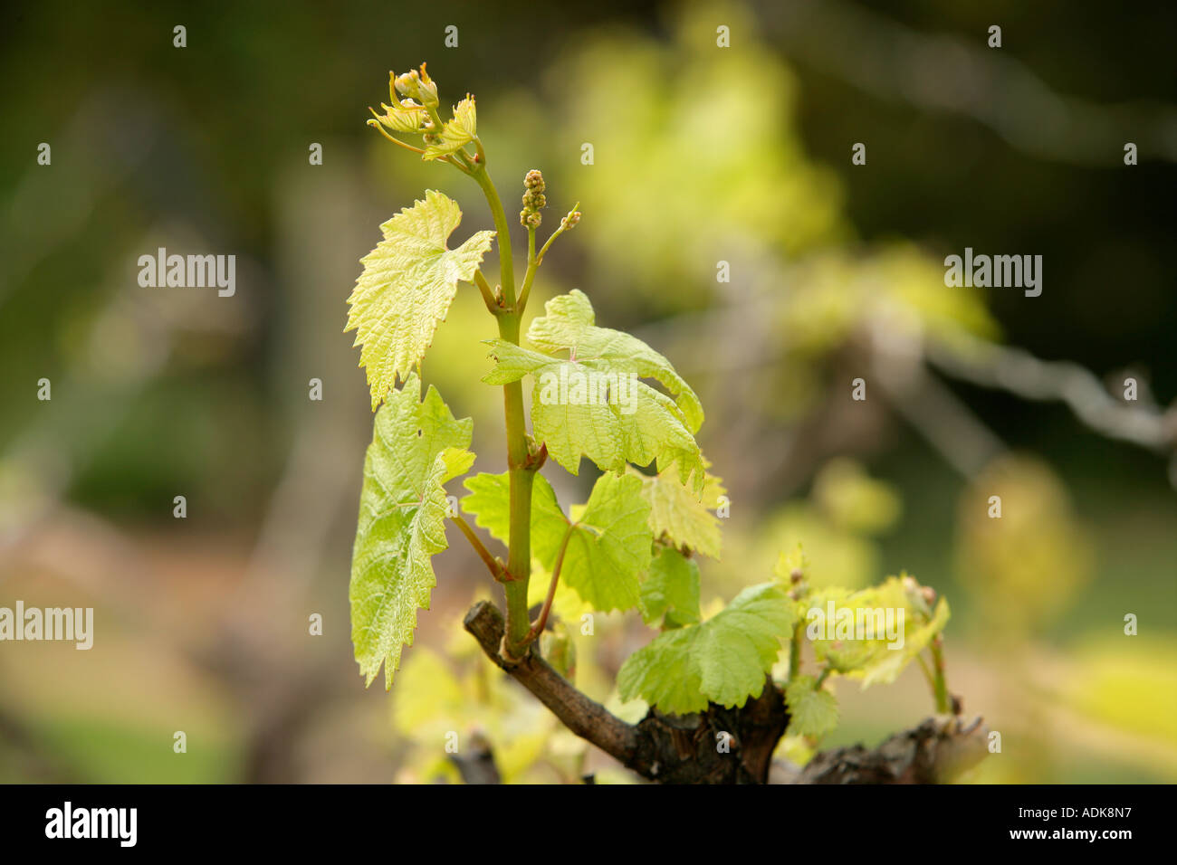 Spring growth on grape vine Stock Photo - Alamy