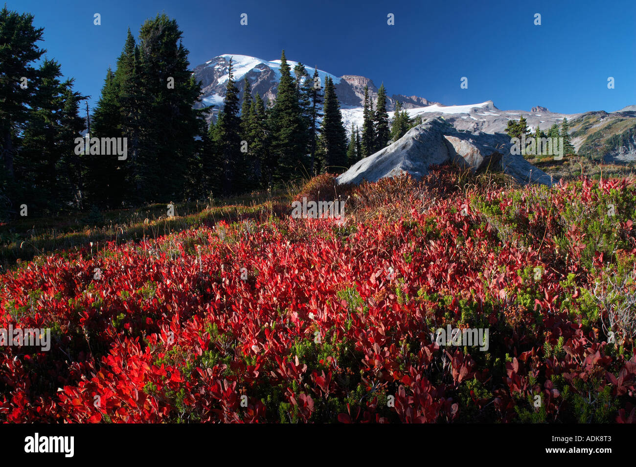 Fall colored huckleberry and Mt Rainier in Mt Rainier National Park ...