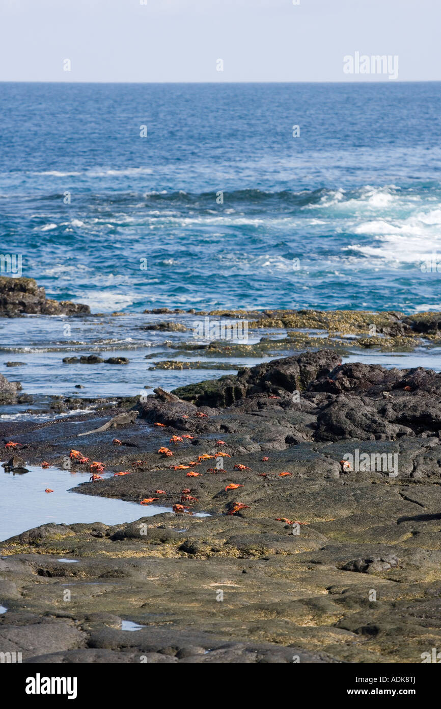 Sally lightfoot crab Grapsus grapsus in the Galapagos Archipelago ...