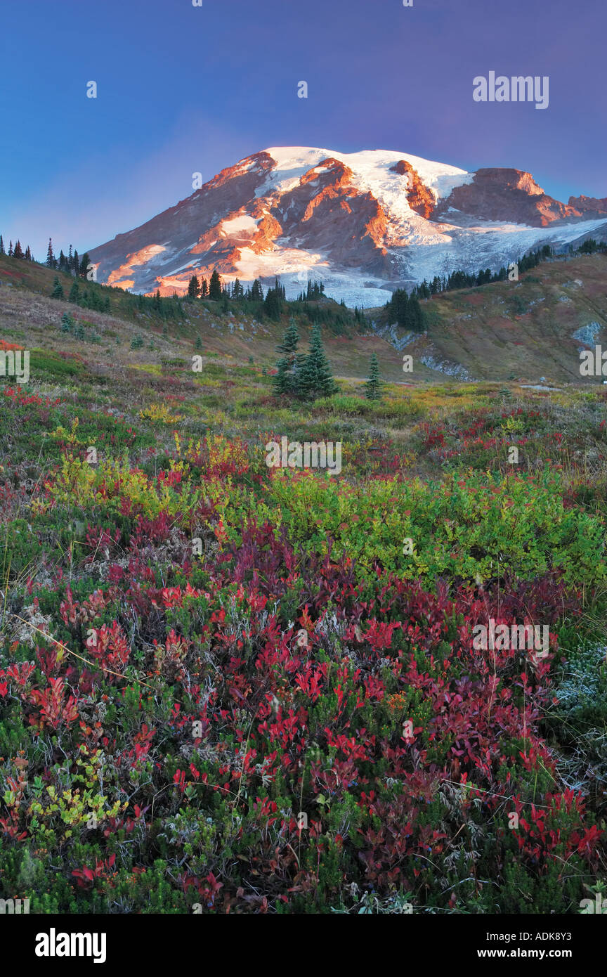 Fall colors and Mt Rainier in Mt Rainier National Park Washington Stock ...