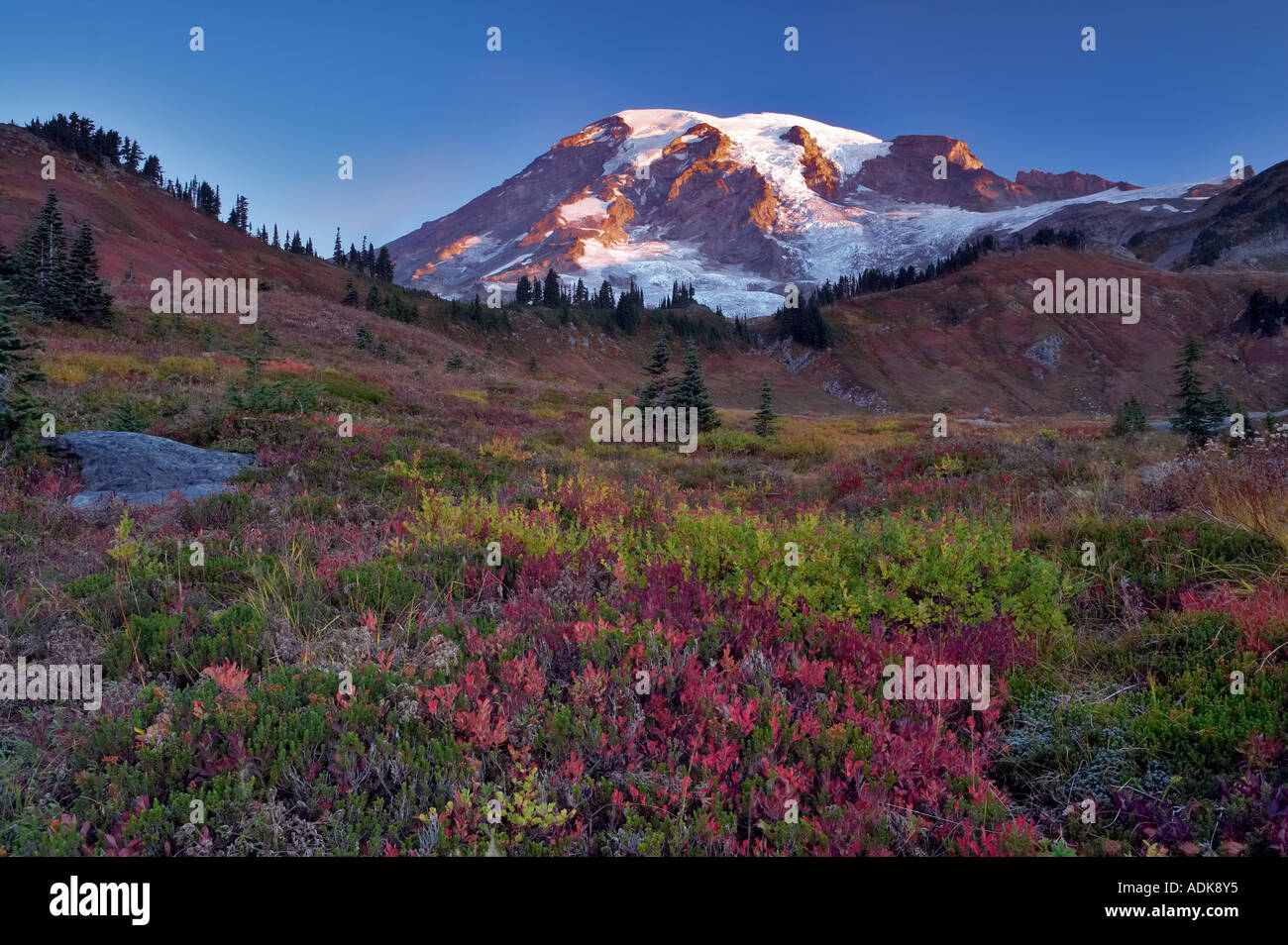 Fall color and sunrise in Mt Rainier National Park Washington Stock ...