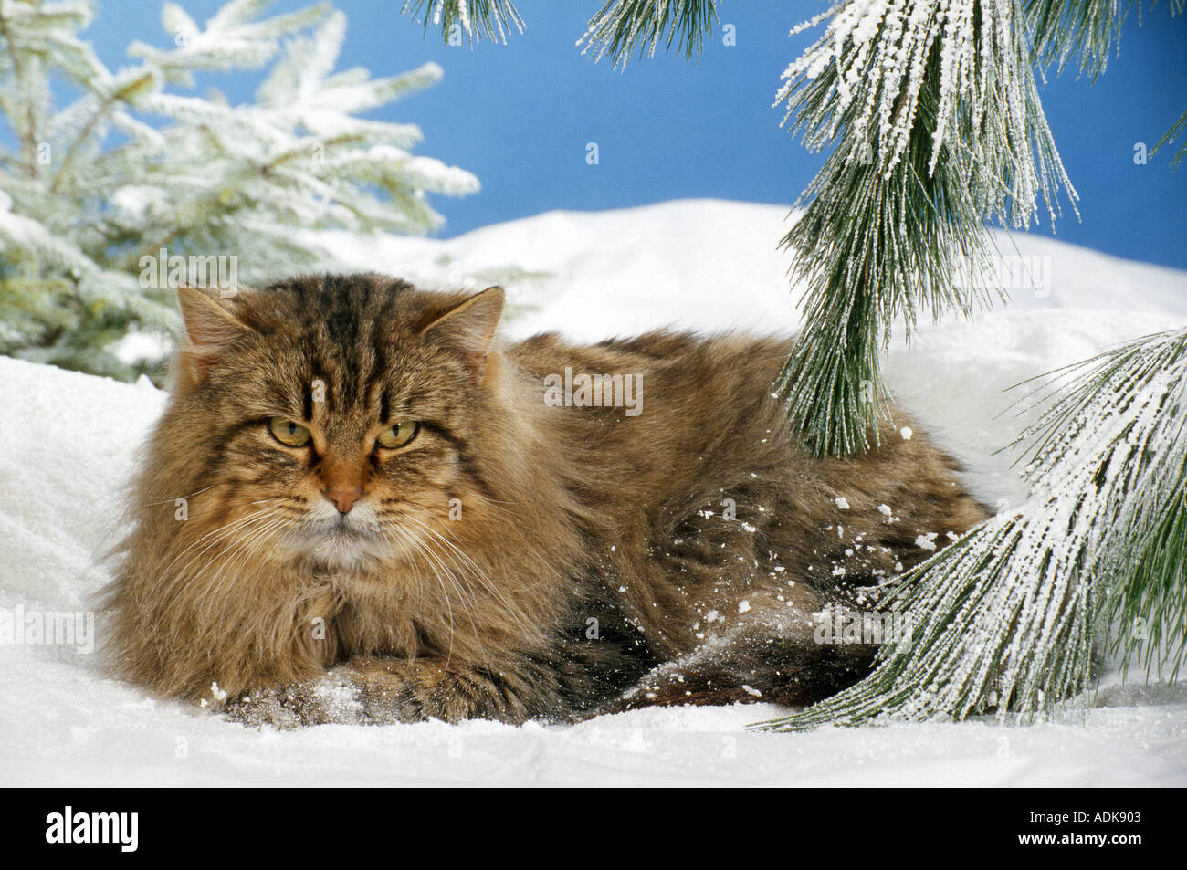 Maine Coon cat - lying in snow Stock Photo - Alamy