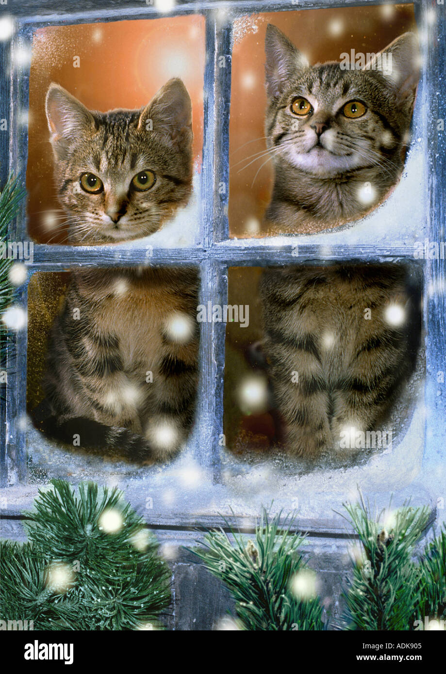 Cat snow window hi-res stock photography and images - Alamy
