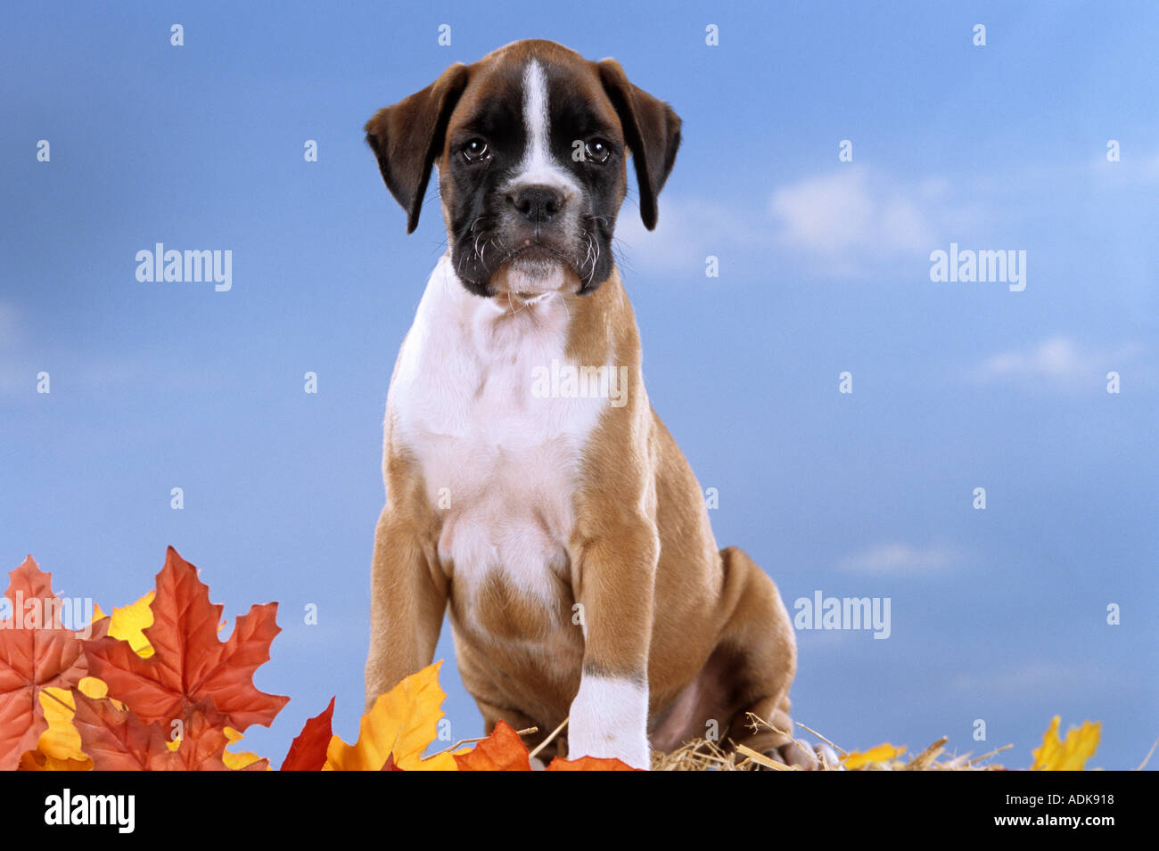 Are Boxers Outside Dogs