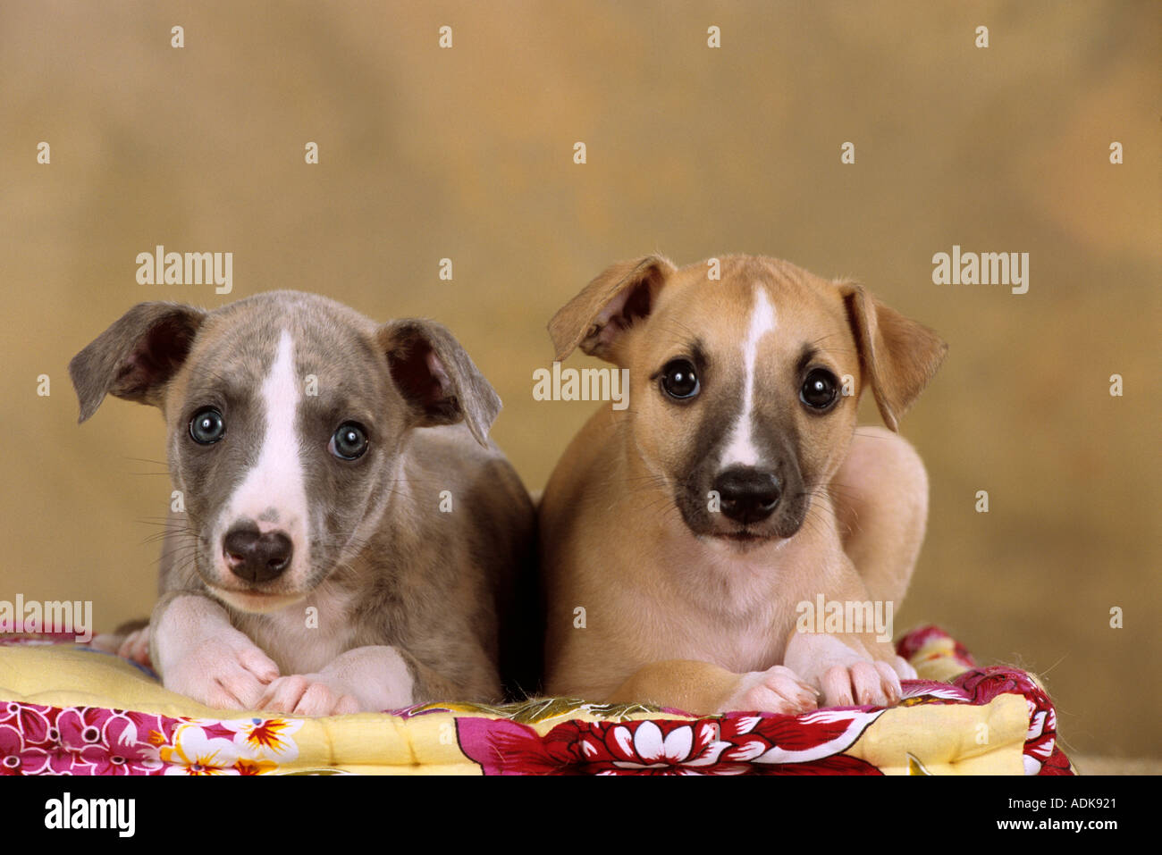 Whippet dogs hi-res stock photography and images - Alamy
