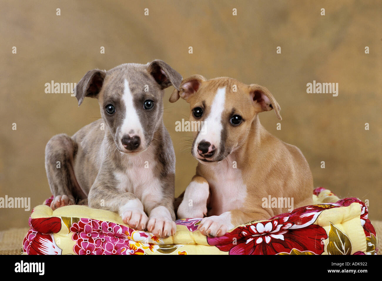 Whippet dogs hi-res stock photography and images - Alamy