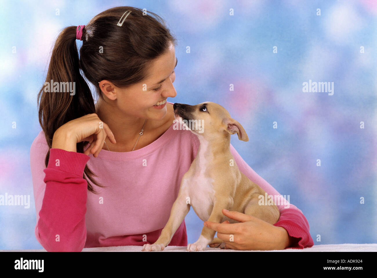 Female whippet hi-res stock photography and images - Alamy