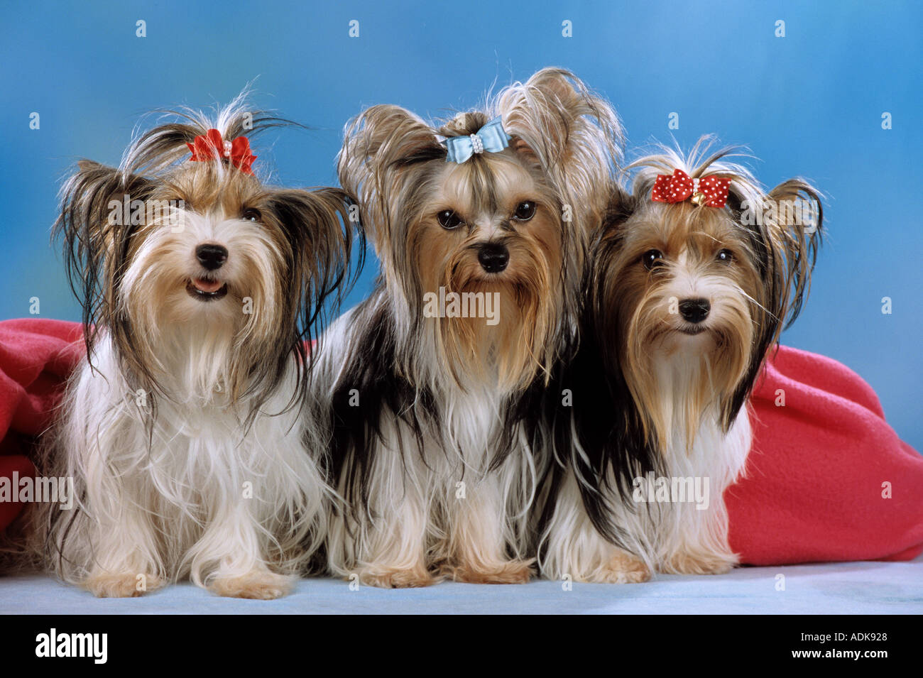 three Yorkshire Terrier dogs - sitting Stock Photo - Alamy