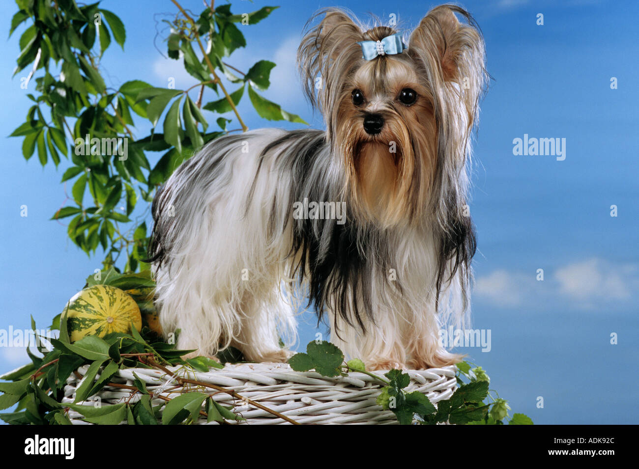 Yorkshireterrier hi-res stock photography and images - Alamy