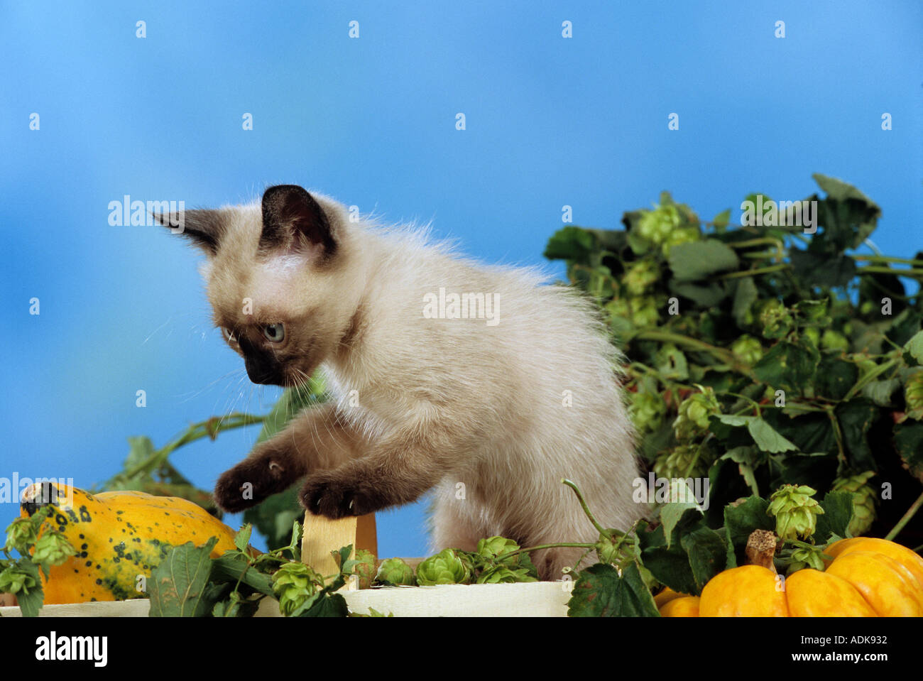 Siamese cat - kitten between hop Stock Photo - Alamy