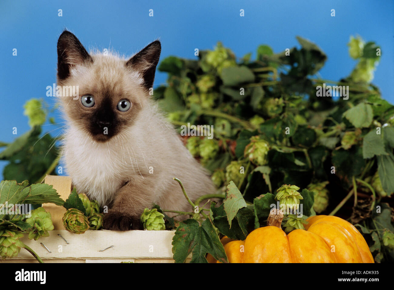 Hop cats hi-res stock photography and images - Alamy