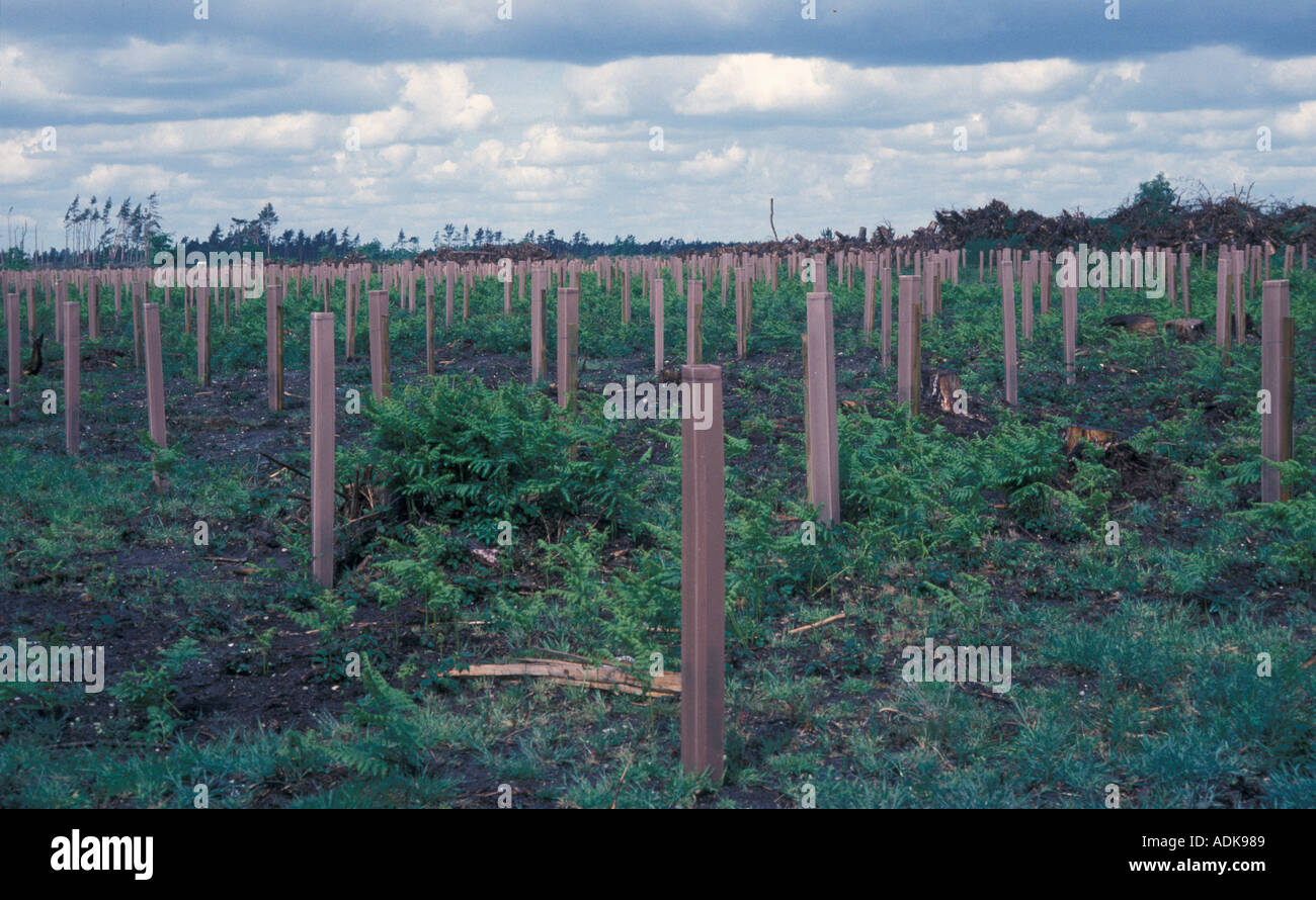 Forestry Replanting of Pine Trees after October 87 storms Rendlesham ...