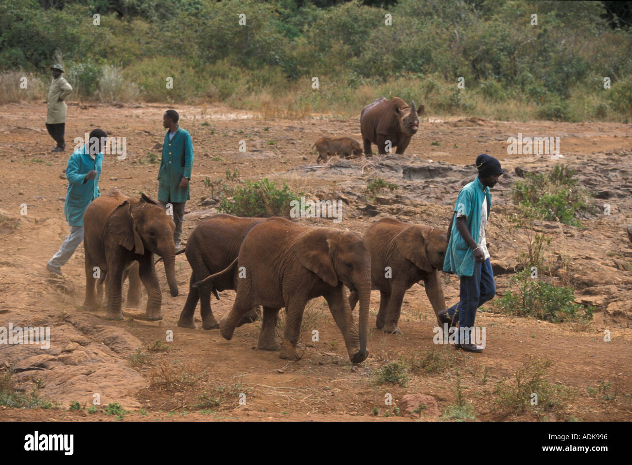 People Animals Keepers walking orphan Elephants at the Sheldrick ...