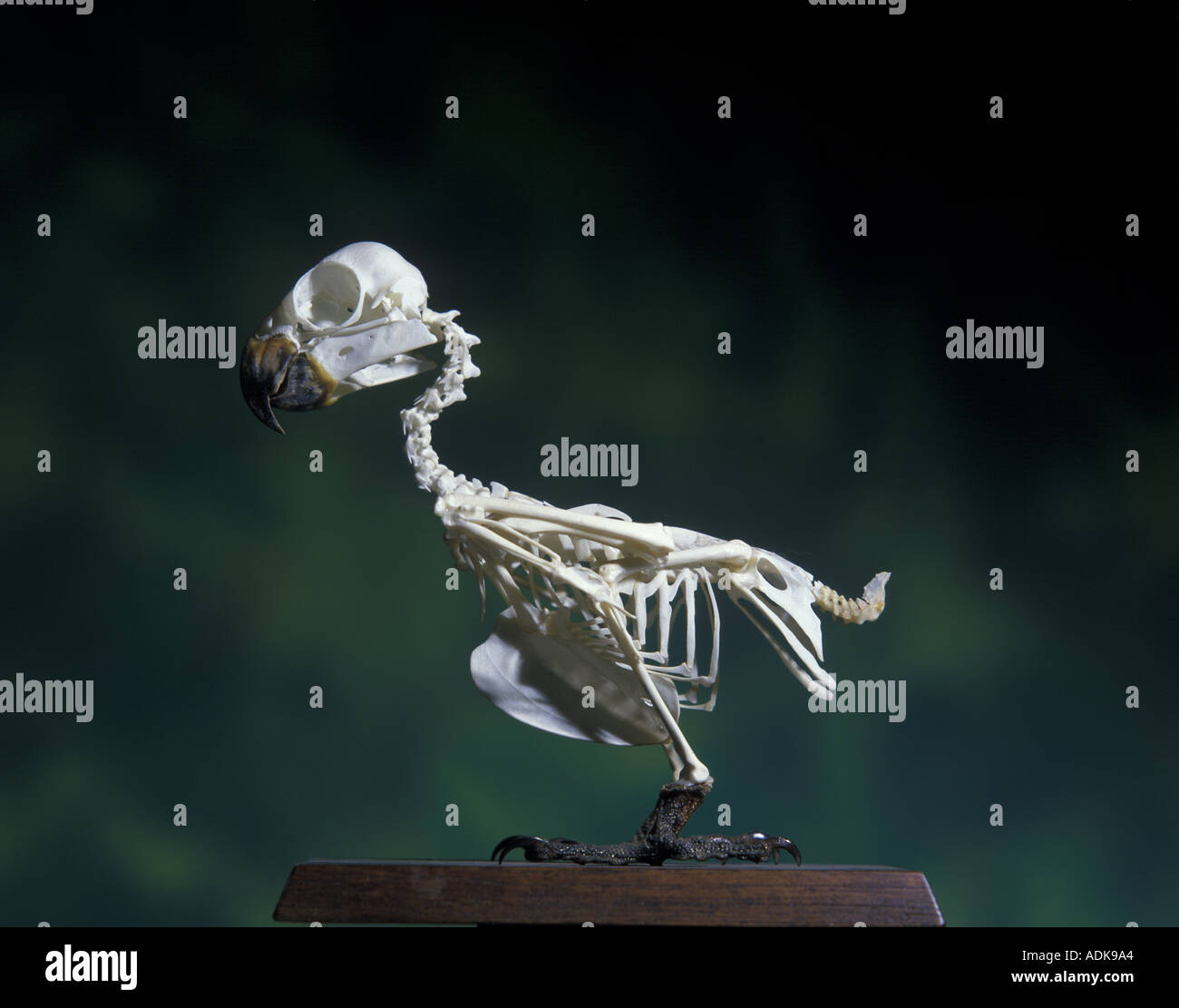 Parrot Skeleton mounted on board Stock Photo - Alamy