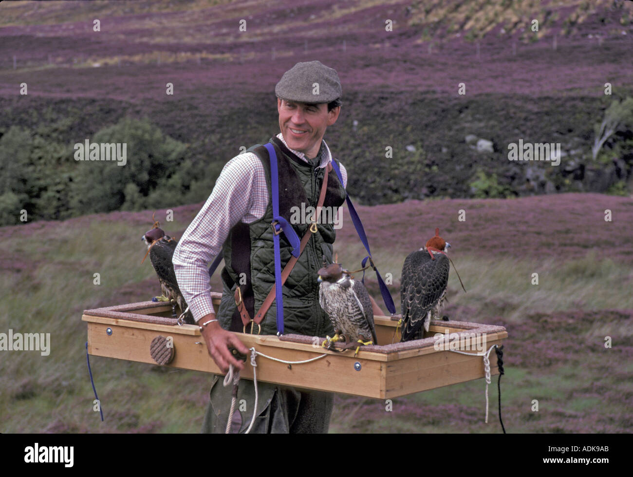Falconry cadge hi-res stock photography and images - Alamy