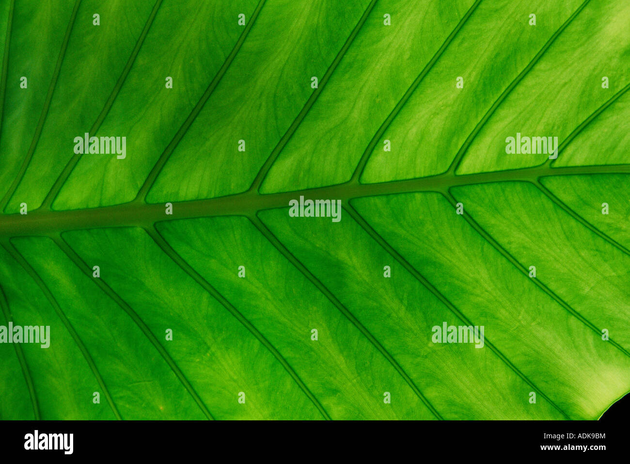 South East Asia tropical plants Stock Photo - Alamy