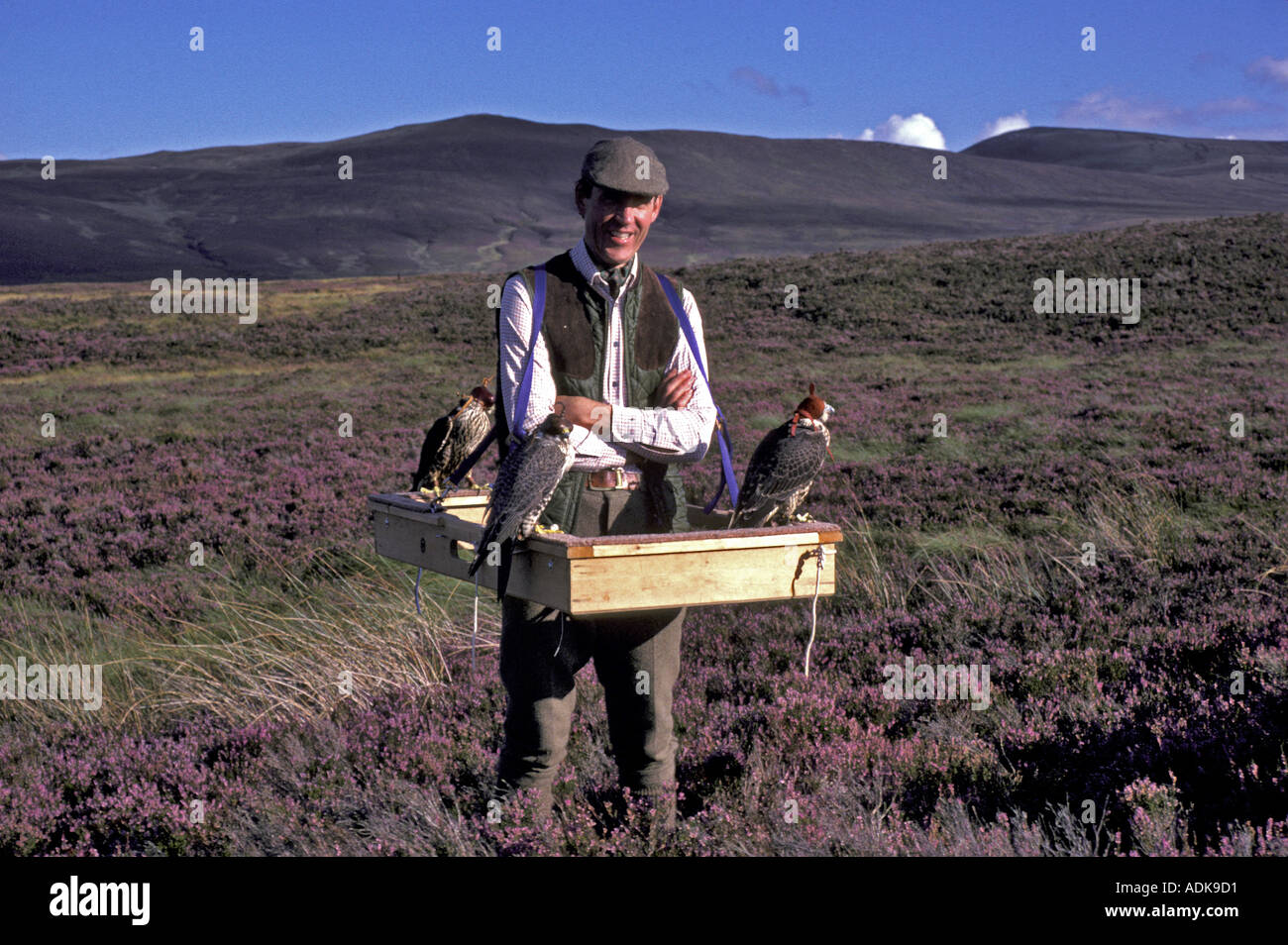 Falconry cadge hi-res stock photography and images - Alamy