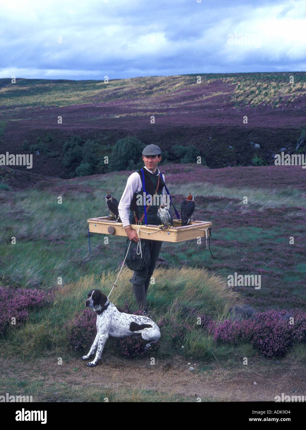 Dog and falcon hi-res stock photography and images - Alamy