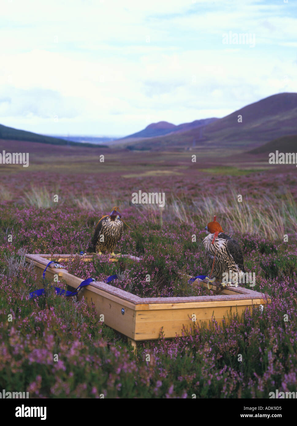 Falconry cadge hi-res stock photography and images - Alamy