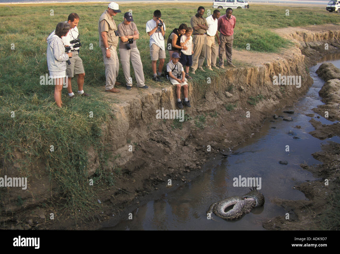 Tourism Tourists watching an African Rock Python swallowing a Pelican ...