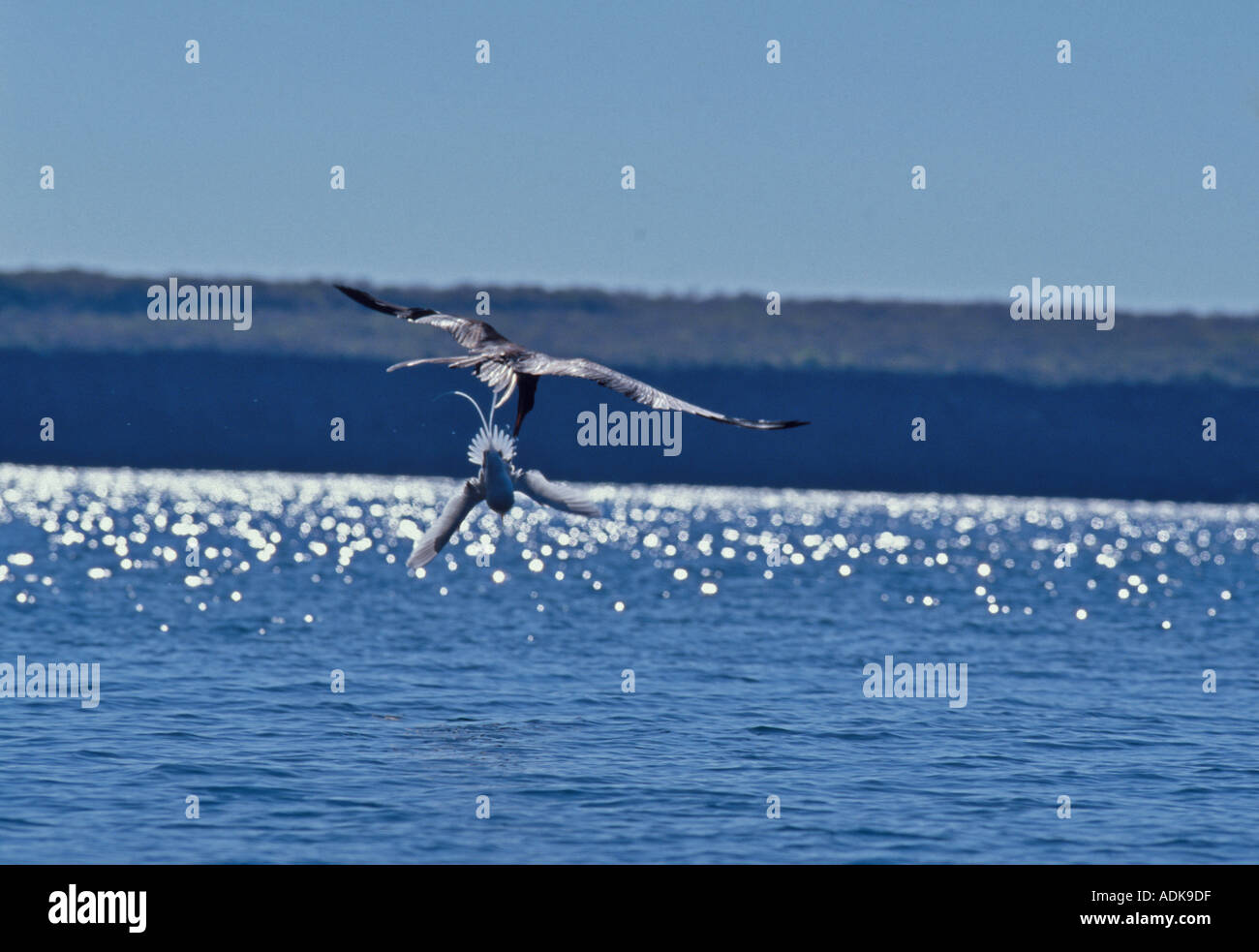 Frigate bird stealing food hi-res stock photography and images - Alamy