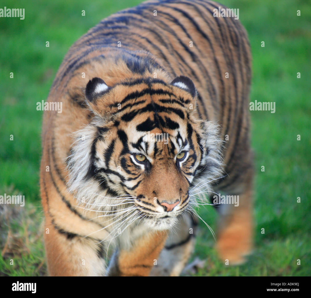Tigers of sumatra hi-res stock photography and images - Alamy