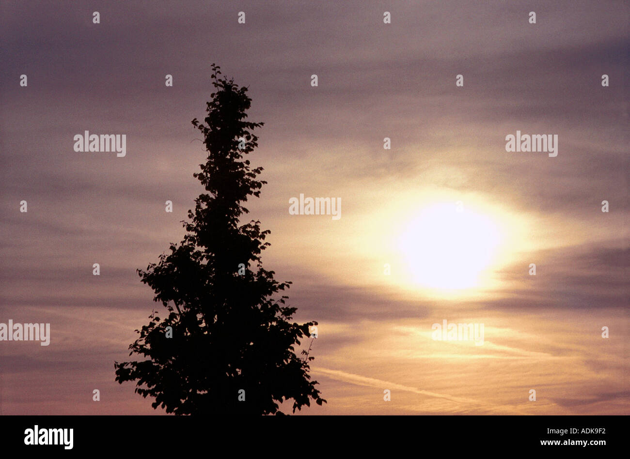 tree at sunset Stock Photo - Alamy