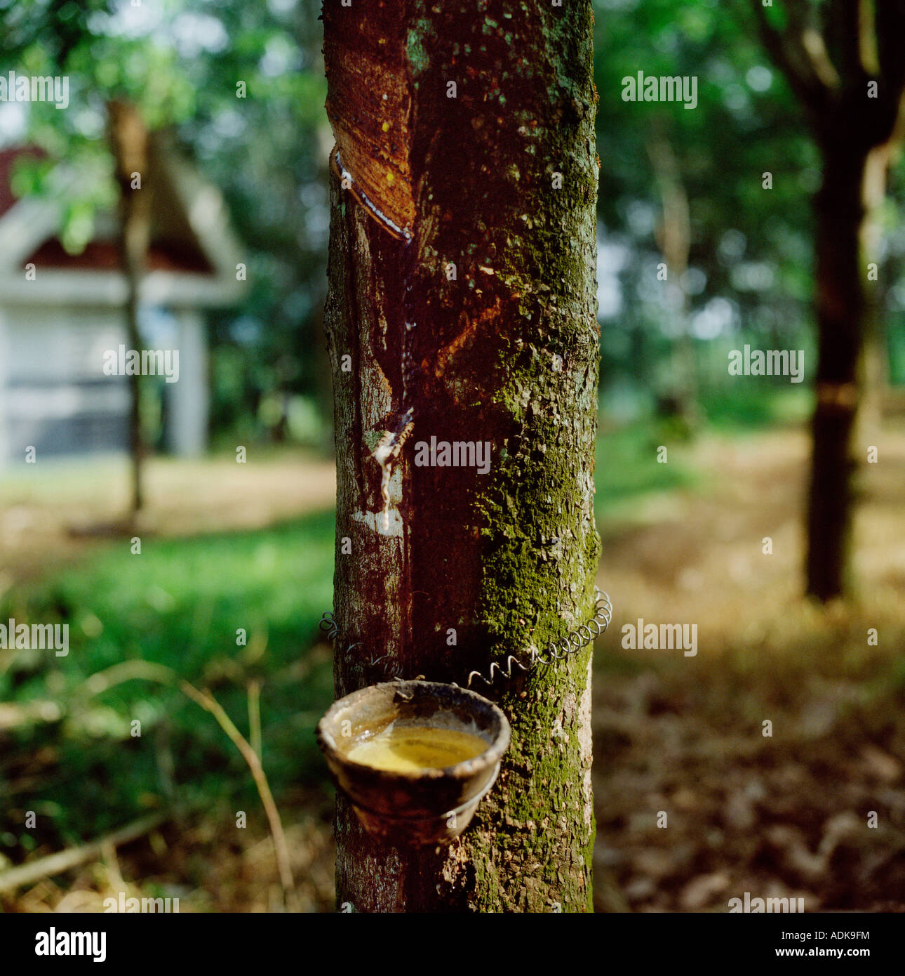 South East Asia a tree Stock Photo - Alamy
