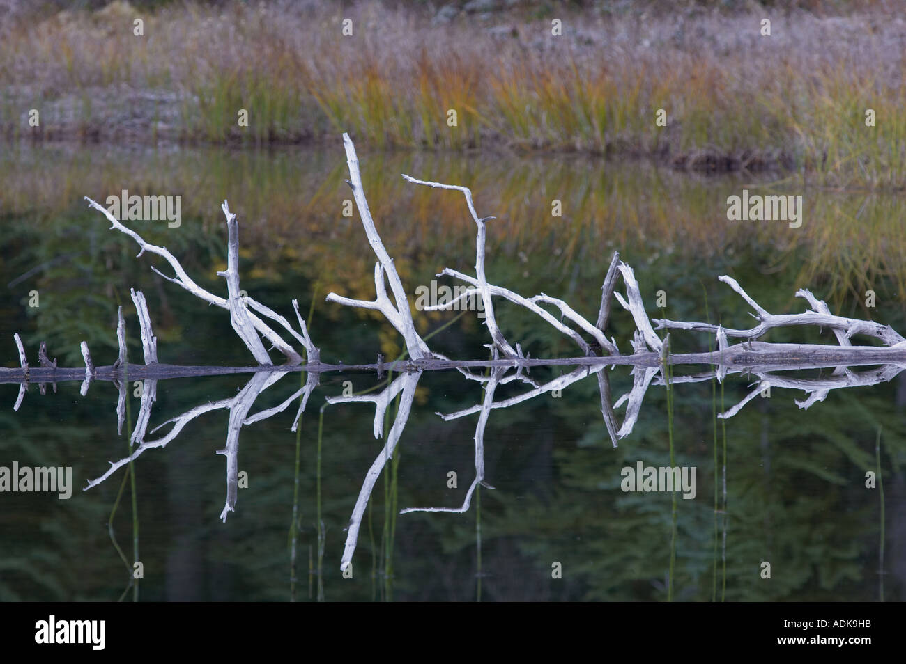 Small pond with fall color and dead tree North Cascades National Park ...