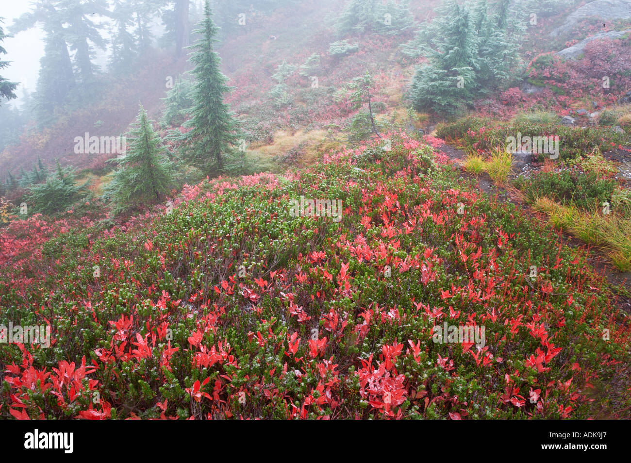 Huckleberry in fall color with forest and fog and light dusting of snow ...
