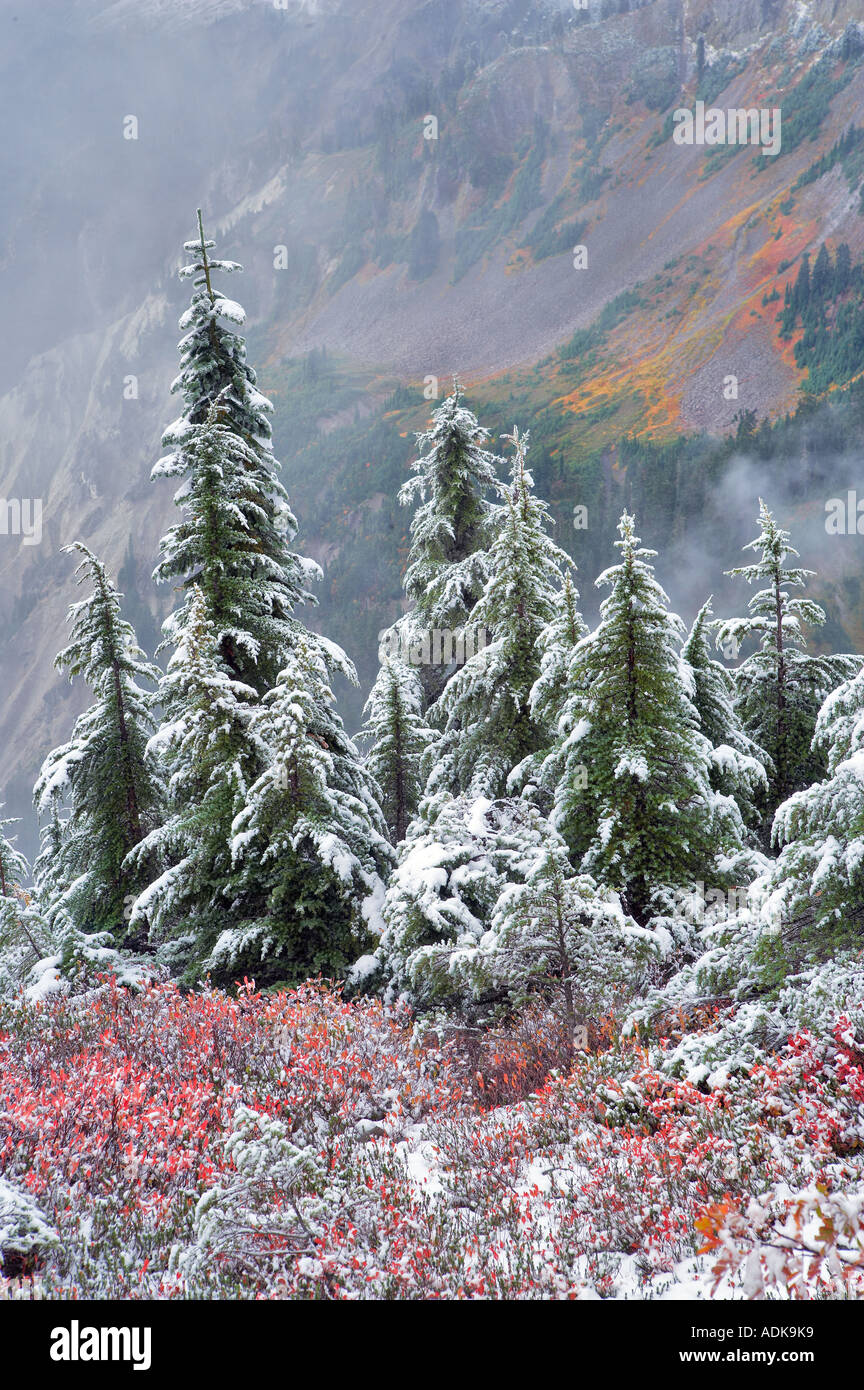Snow covered hemlock tree hi-res stock photography and images - Alamy