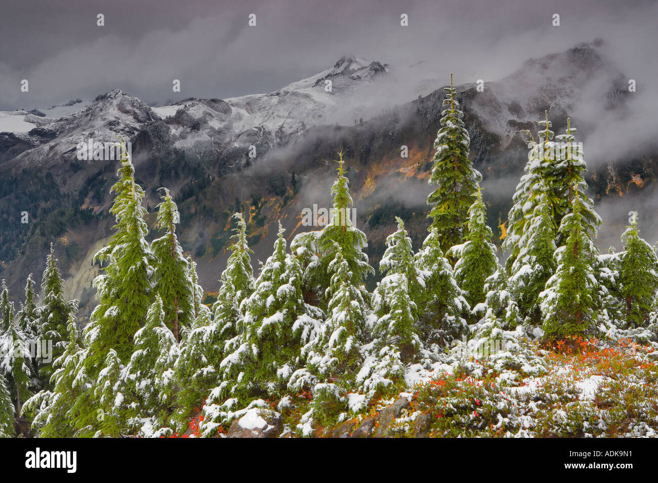 Hemlock trees with huckleberry in fall color and first snow of fall Mt ...