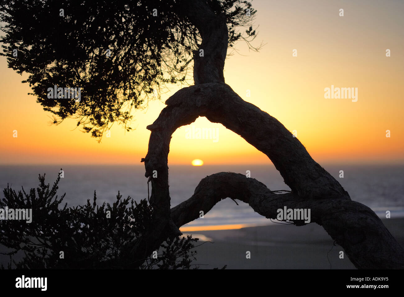 Silhoutte tree branches hi-res stock photography and images - Alamy