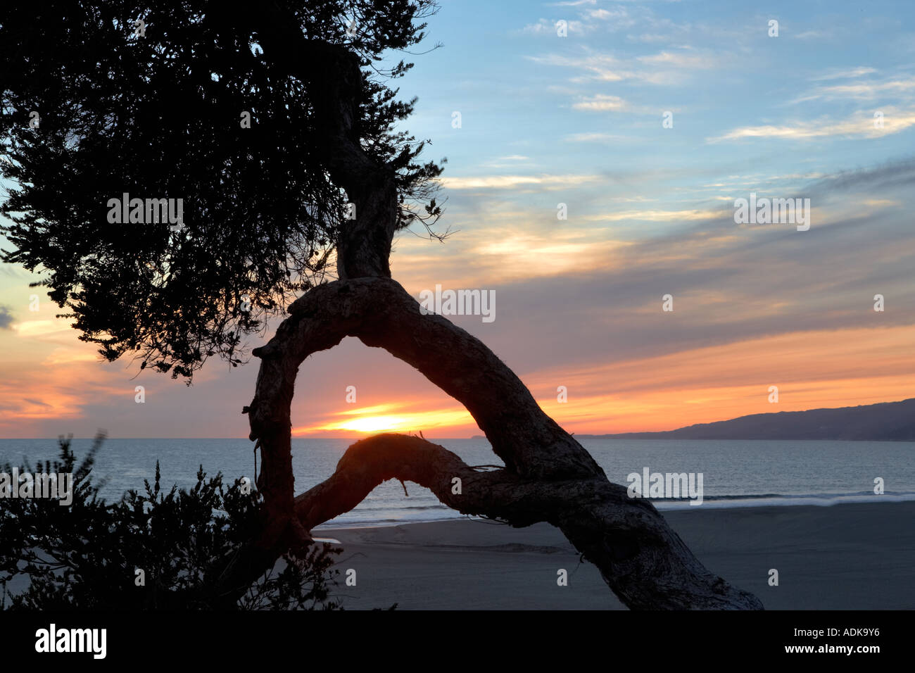 Silhoutte tree branches hi-res stock photography and images - Alamy
