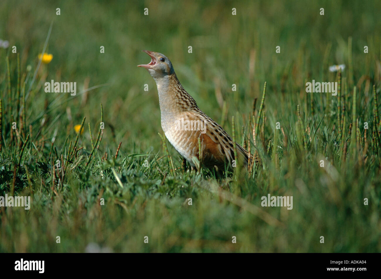 Corncrake crex crex North Uist outer Hebrides Scotland May Stock Photo ...