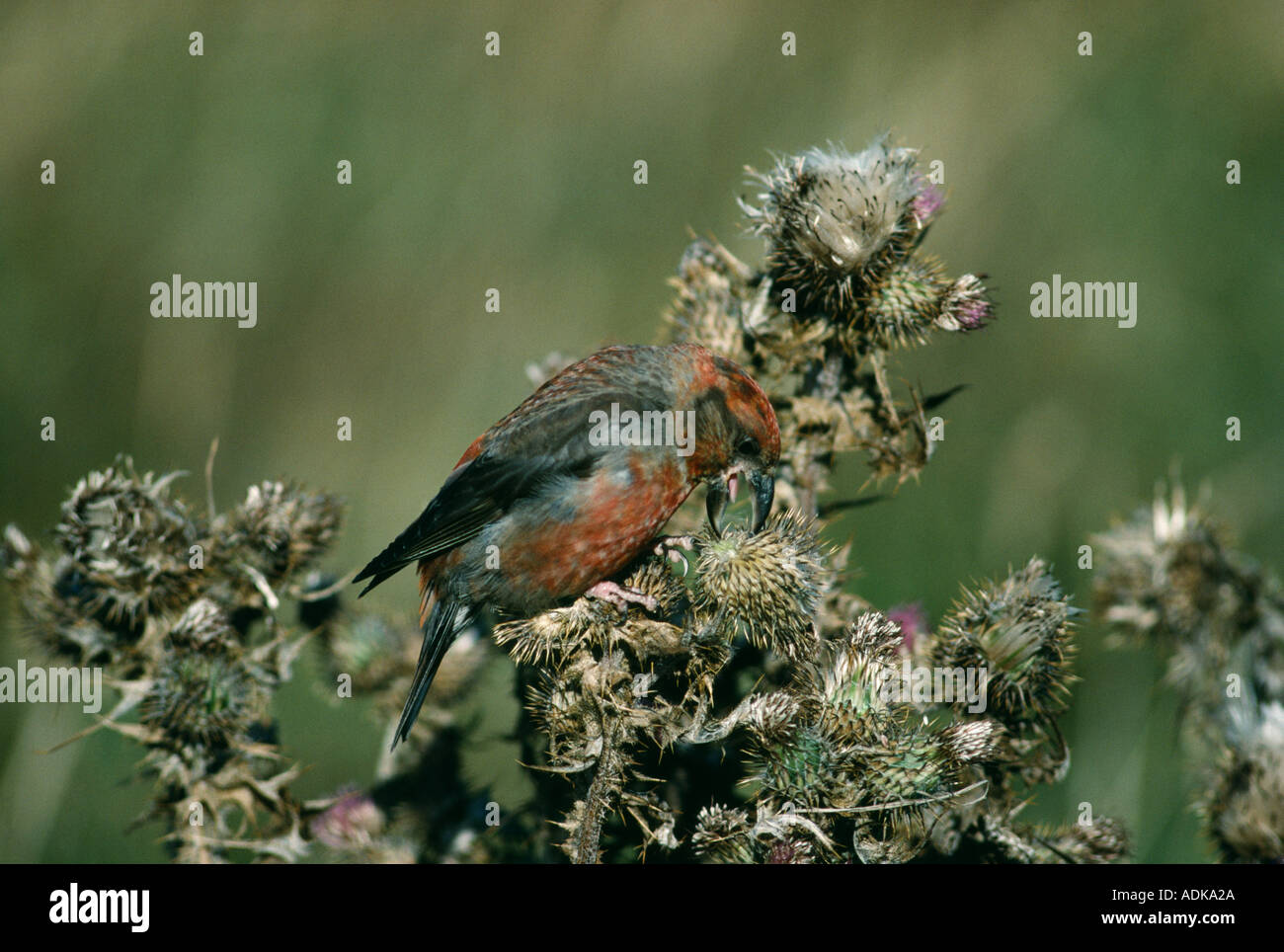 Crossbill uk feeding hi-res stock photography and images - Alamy